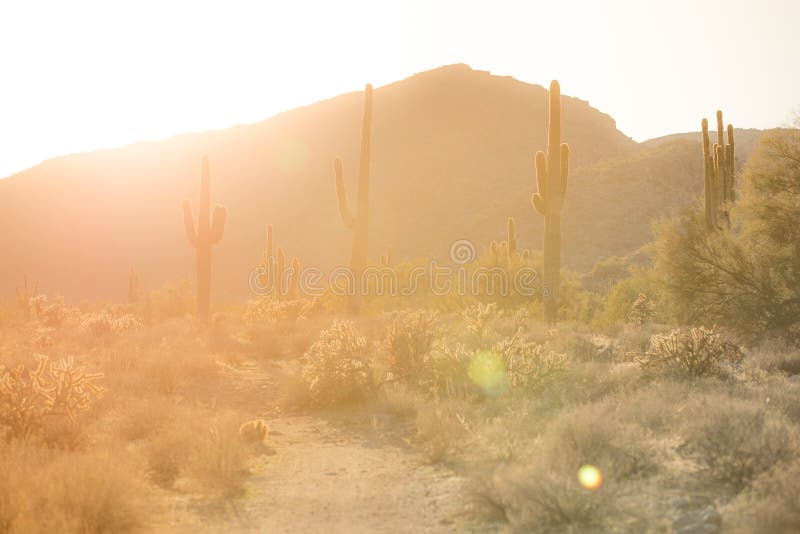 Path through Saguaro Cactus at Sunset Stock Image - Image of needles ...