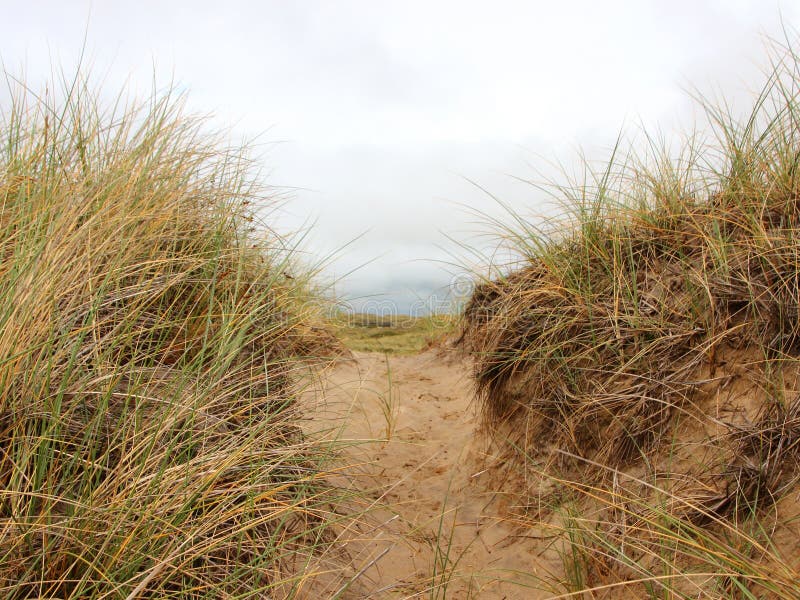 Path through Sand Dune with Wild Rye Stock Image - Image of empty ...