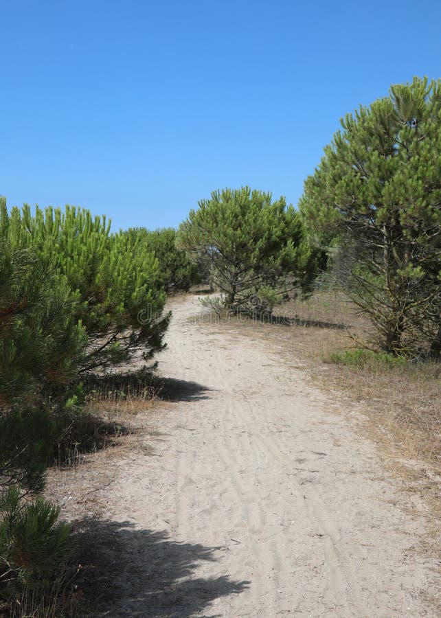 Path with Sand in the Middle of the Maritime Pines in a Mediterr Stock ...