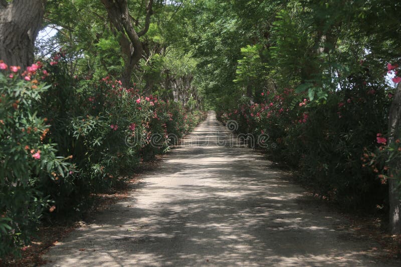 Path Sand Way between Flowers Stock Image - Image of plant, trail ...