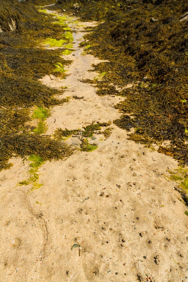 Path through Seaweed on Beach. Stock Photo - Image of british, marine ...