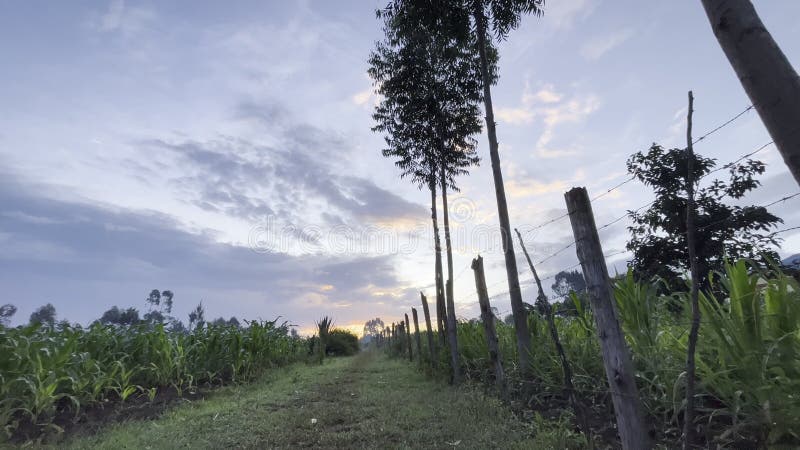 Maize field at sunset stock footage. Video of cypress - 249627564