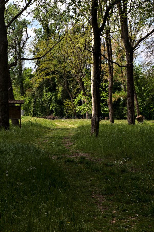 Path in the Shade that Leads To a Field Bordered by Trees in a Park ...
