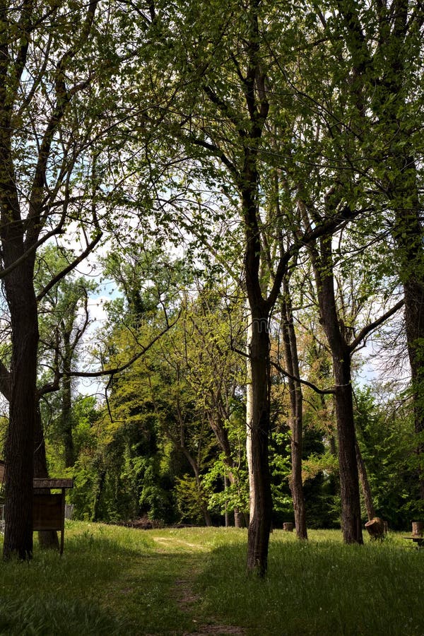 Path in the Shade that Leads To a Field Bordered by Trees in a Park ...