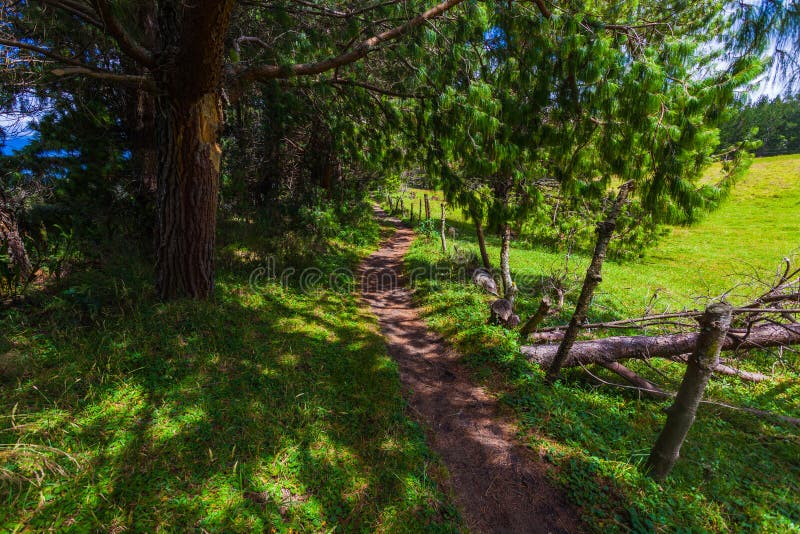 Path in the Shade Some Pine Trees Stock Image - Image of sunnyday ...
