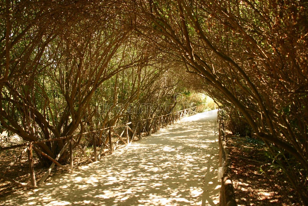 Path shaded by trees stock photo. Image of shaded, park - 3085292