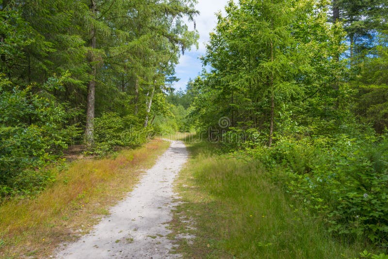 Path in a Shadowy Forest in Sunlight Stock Image - Image of quiet ...