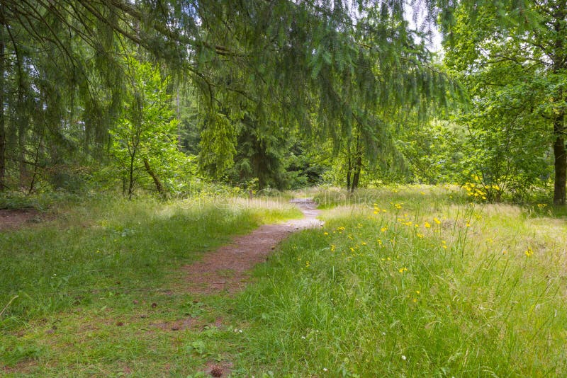 Path in a Shadowy Forest in Sunlight Stock Photo - Image of green ...