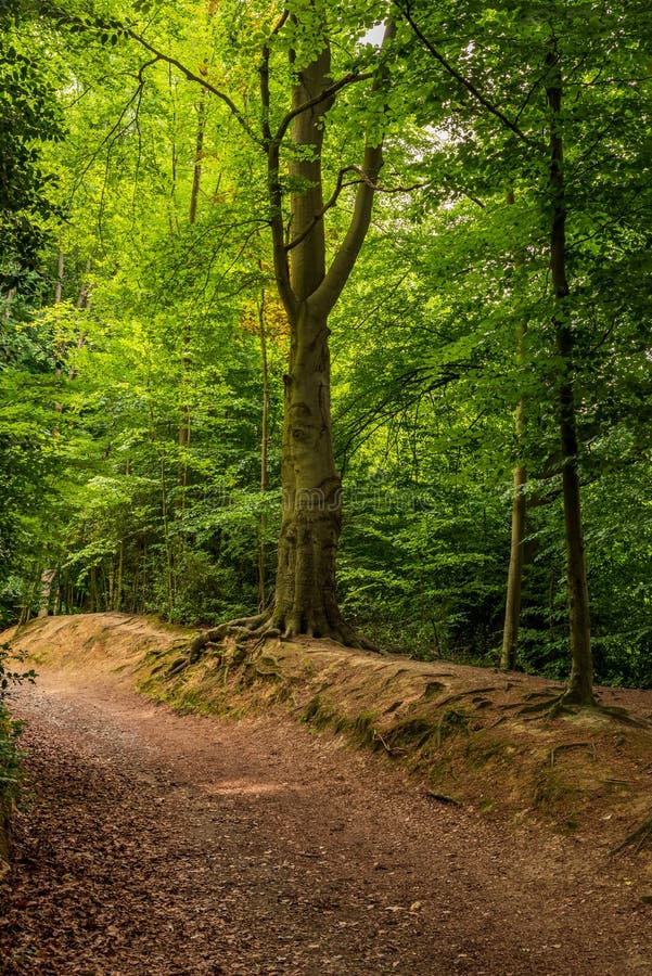 Path through the Shady Forest Stock Image - Image of daylight, trees ...