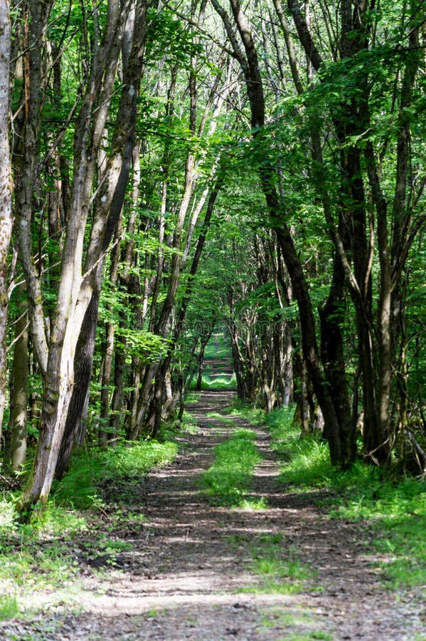 Path through Shady Summer Forest Stock Image - Image of foliage, plants ...