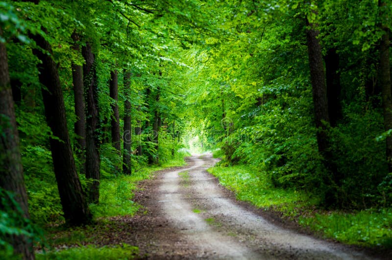 Path through Shady Summer Forest Stock Photo - Image of countryside ...