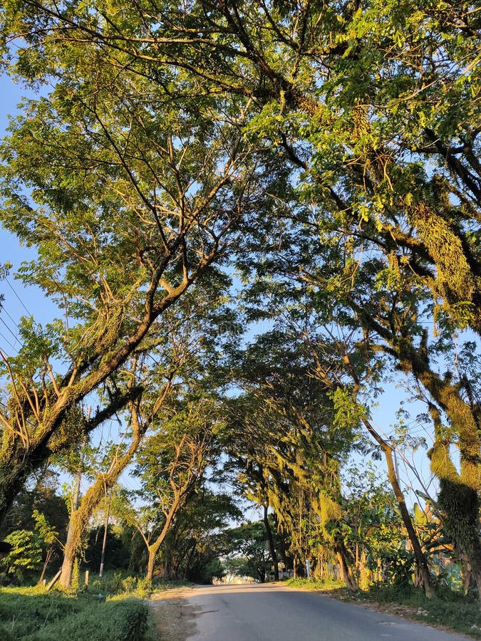 A Path with Shady Trees Around it Stock Image - Image of sunlight ...