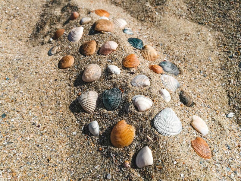 Path of Shells. Mamaia, Romania Stock Photo - Image of june, sand ...