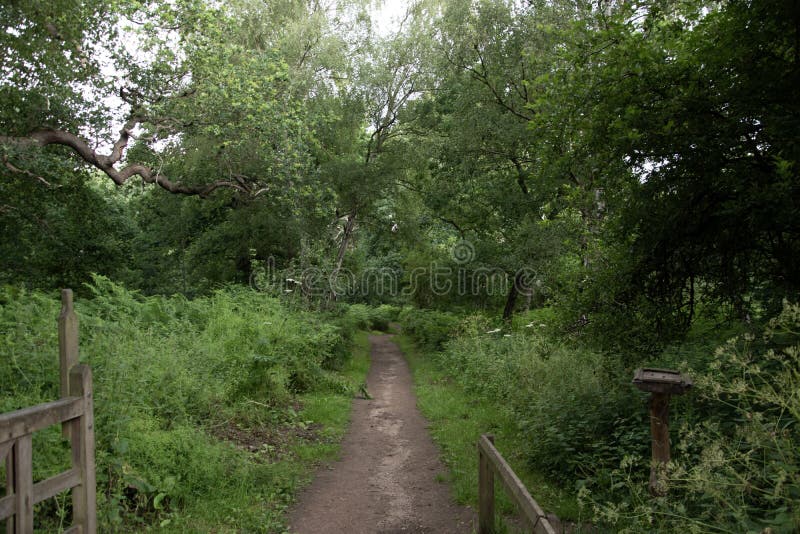 Path into Sherwood Forest, Nottingham, United Kingdom Stock Image ...