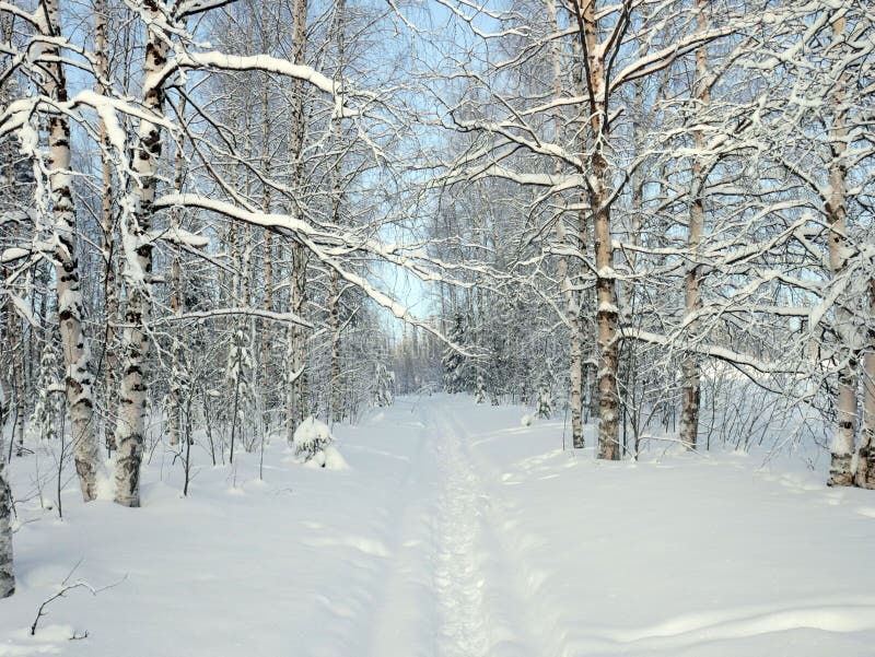 Path through Silver Birch Trees in Ivalo Stock Photo - Image of arctic ...