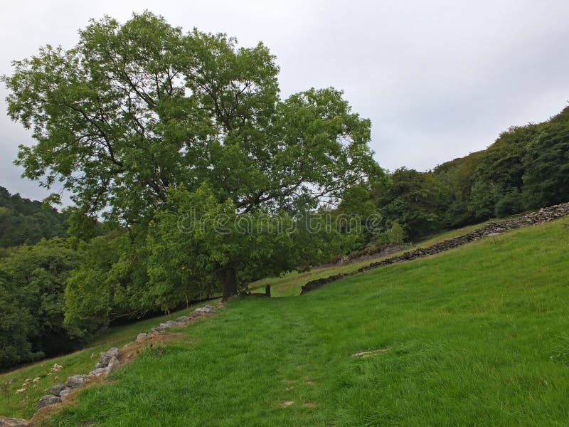 Path in a Sloping Hillside Meadow with an Old Stone Wall and Single ...