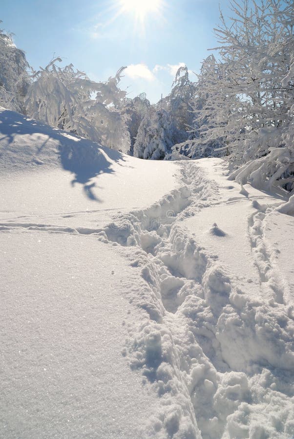 Path in the snow stock photo. Image of snow, road, forest - 12268054