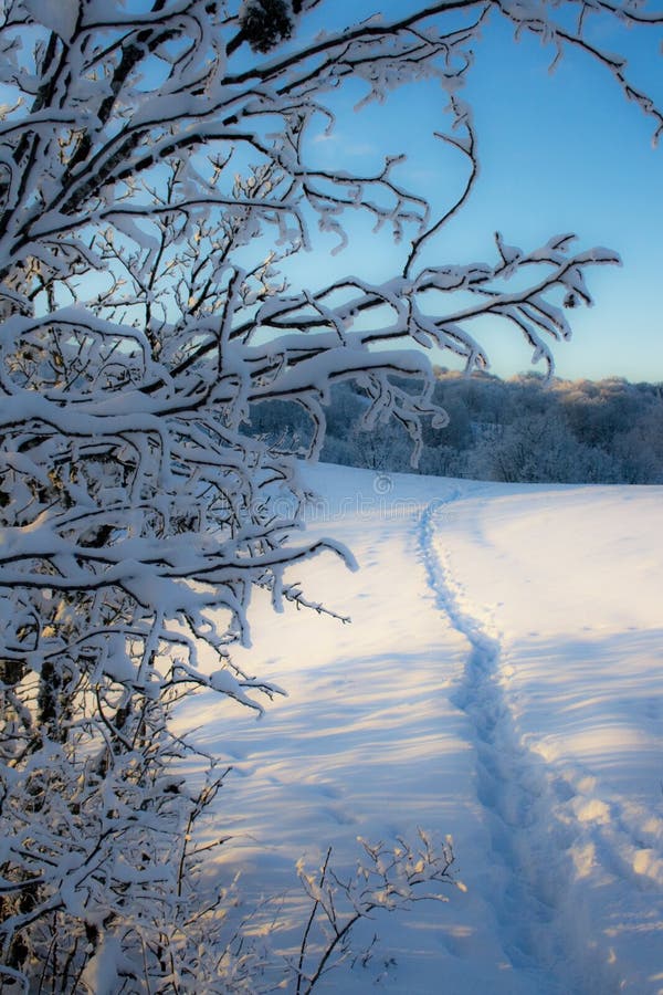 Path in snow. stock image. Image of snow, branch, peaceful - 13195269