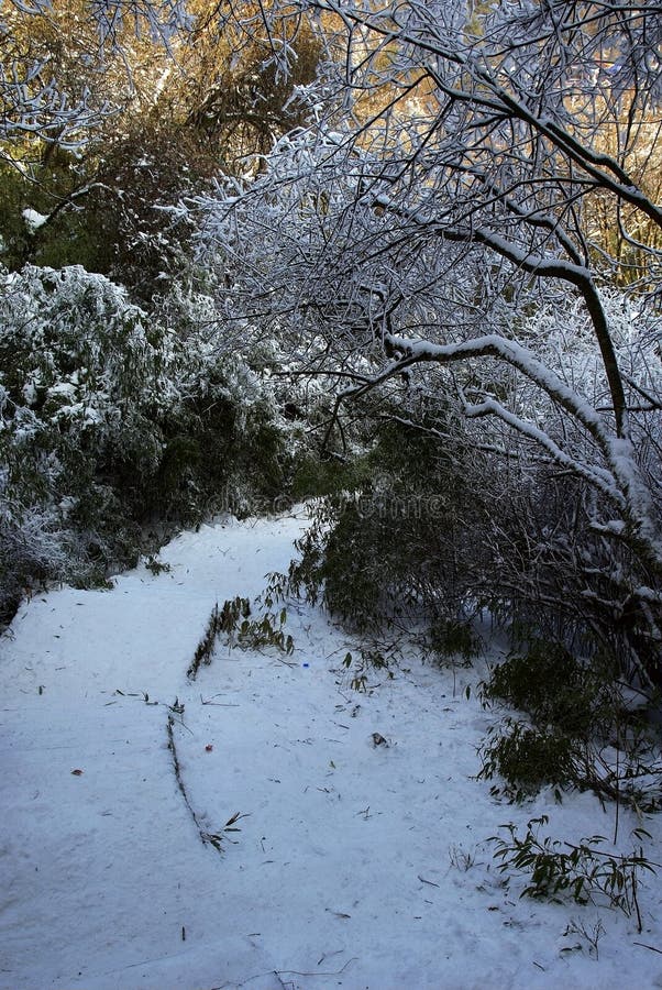 Path with snow stock photo. Image of white, park, weather - 14299244