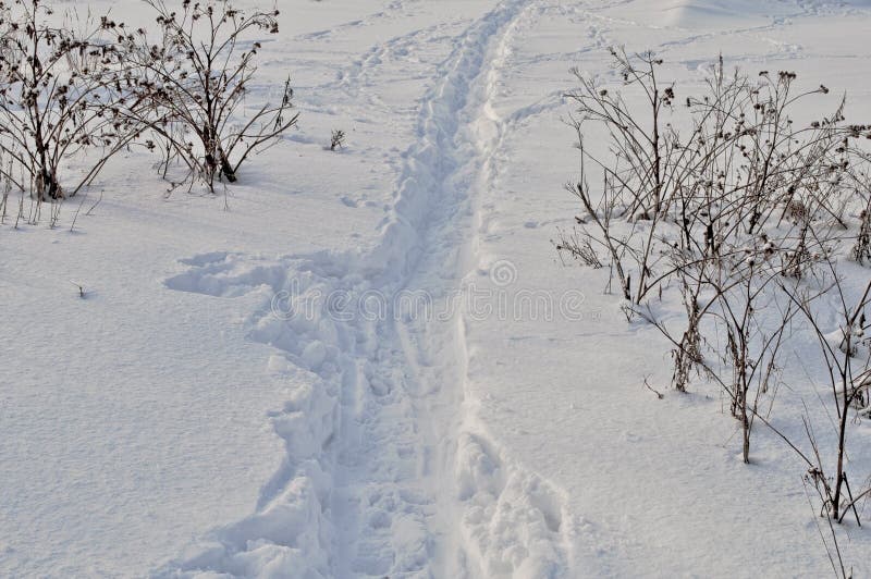 Path in snow stock photo. Image of landscape, thistles - 27304800