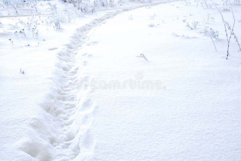 Path in the snow stock photo. Image of season, nature - 28583254