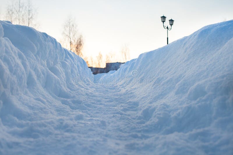 Path in the Snow in the City Park. Winter Stock Photo - Image of pine ...