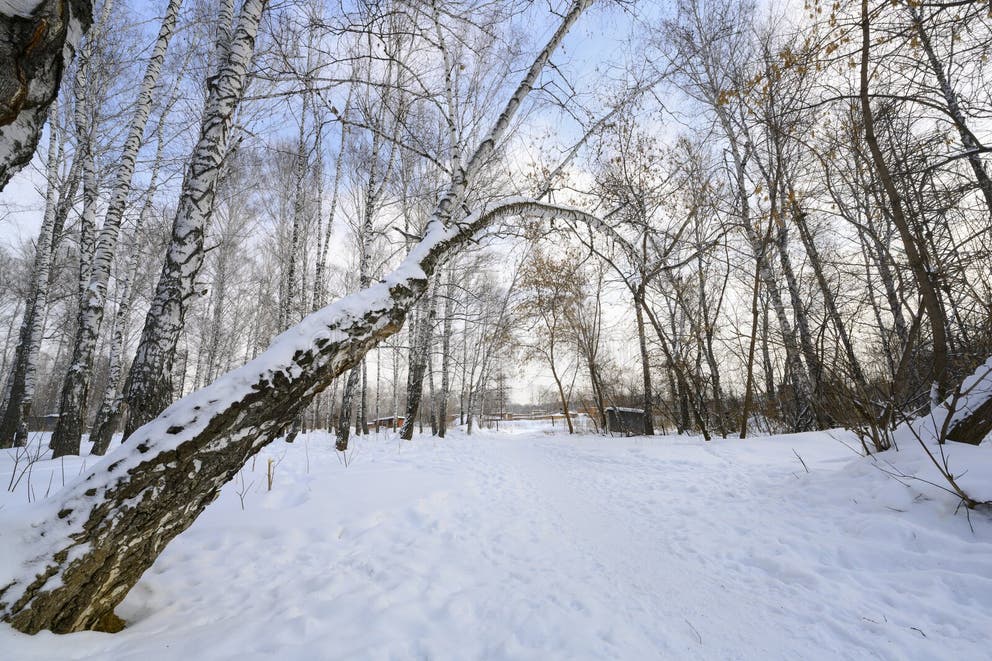 A Path in a Snow-covered Forest with a Leaning Birch Tree Stock Photo ...