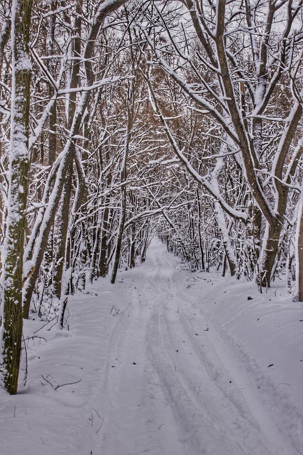 A Path in the Snow-covered Forest Stock Photo - Image of natural ...