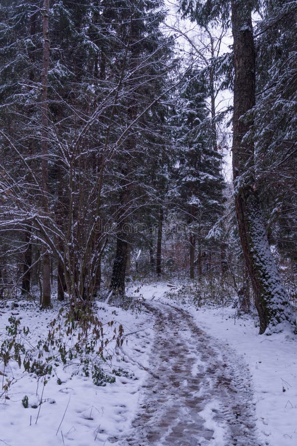 Path through Snow-cowered Forest Stock Photo - Image of season ...