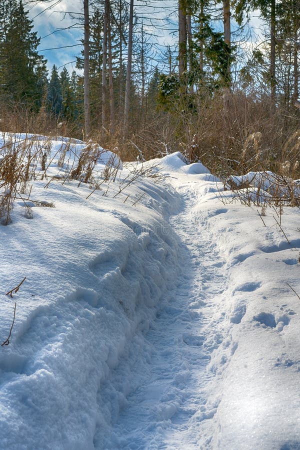Path in the Snow in Early Spring on a Sunny Day Stock Photo - Image of ...