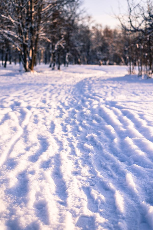 Path in the snow stock photo. Image of frozen, desert - 39281104