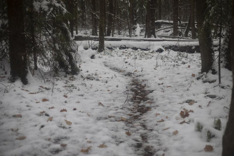 Path through the Snow in the Forest. Path in the First Snow Stock Photo ...