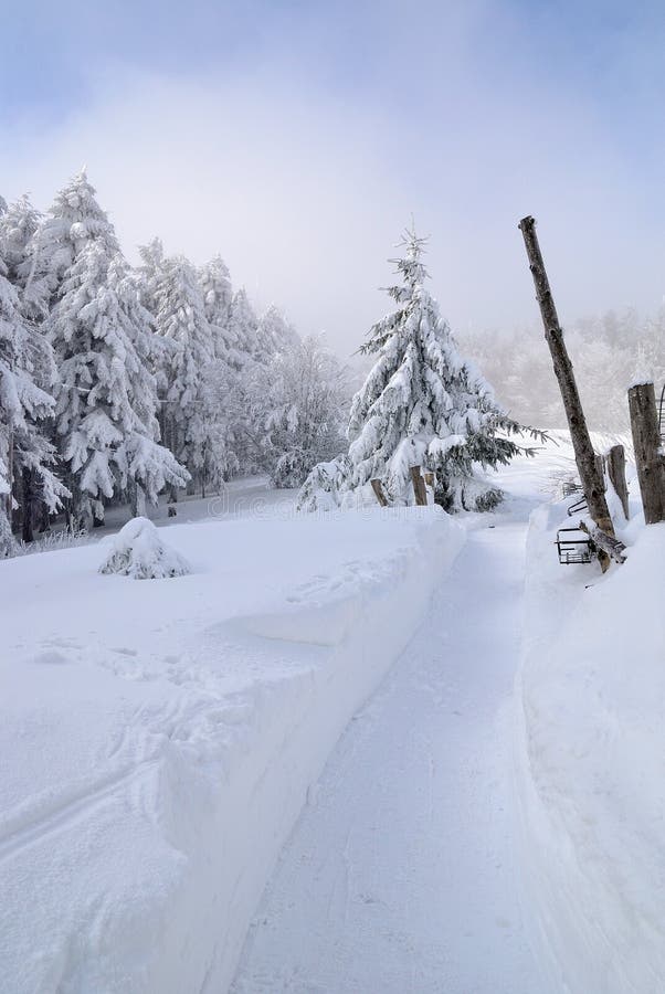 Path in the snow stock photo. Image of plants, daytime - 39533168