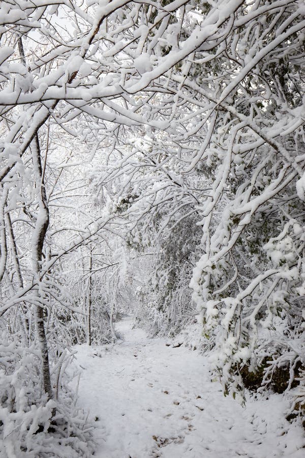 A Path in the Snow, with Trees Covered by Snow in Winter, Making ...