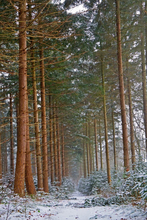 Path through a Snowy Forest Stock Image - Image of tall, woods: 84119135