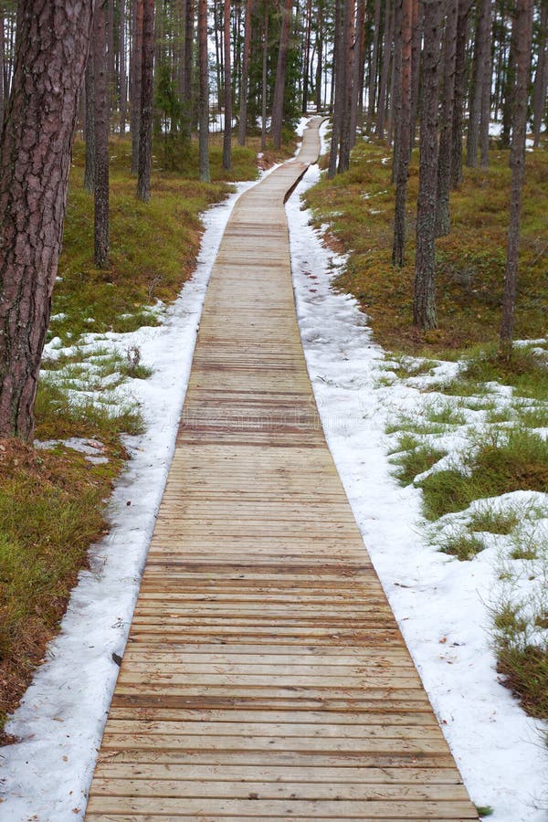 Path in snowy forest. stock photo. Image of road, snowy - 30403074