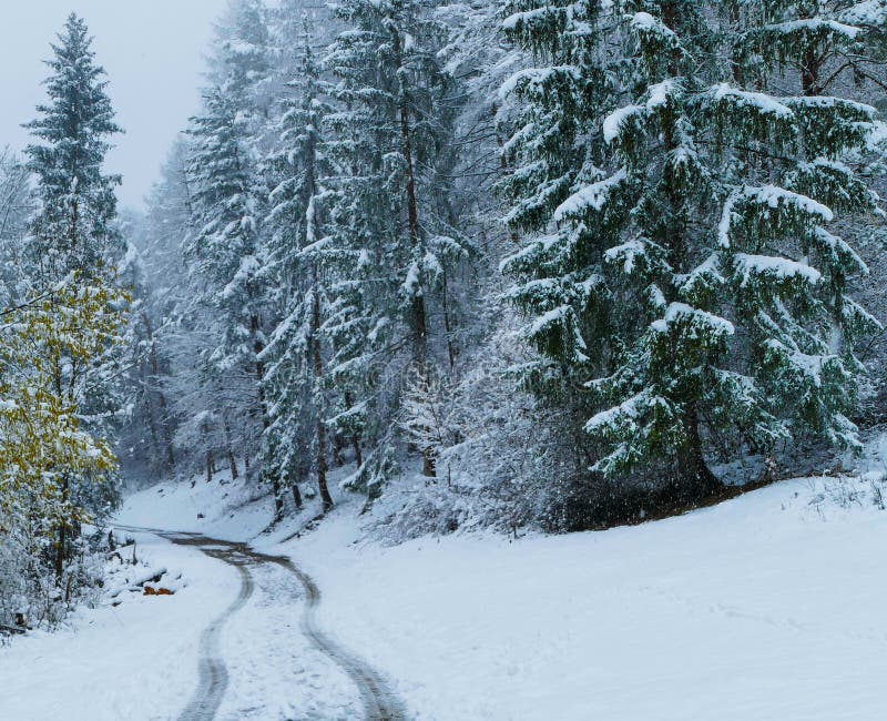 Path through Snowy Winter Landscape Stock Photo - Image of ...