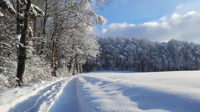 Path through Snowy Winter Nature Landscape. Beautiful Snow-covered Tree ...
