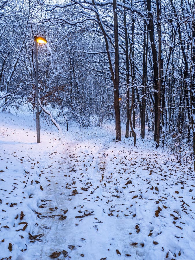Path through the Snowy Woods Stock Photo - Image of forest, branch ...