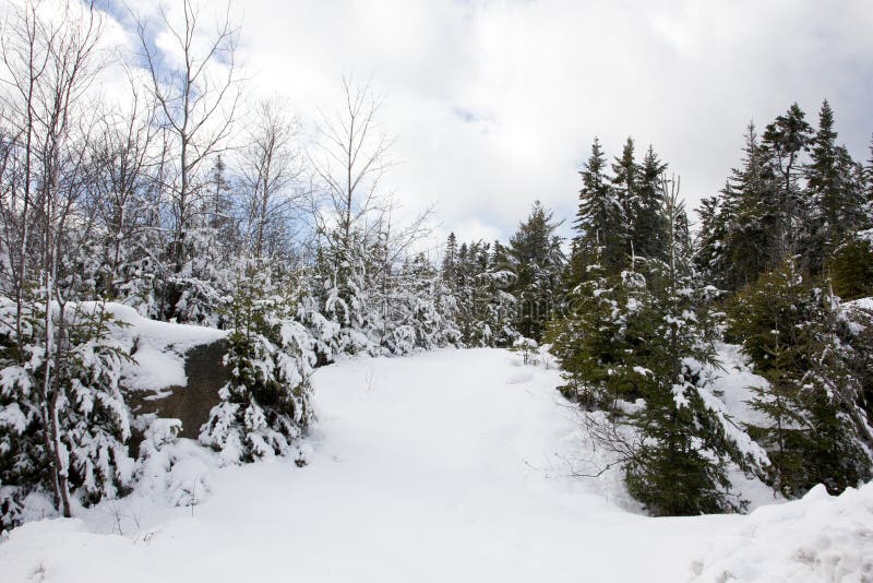 Path into snowy woods stock photo. Image of north, march - 111975668