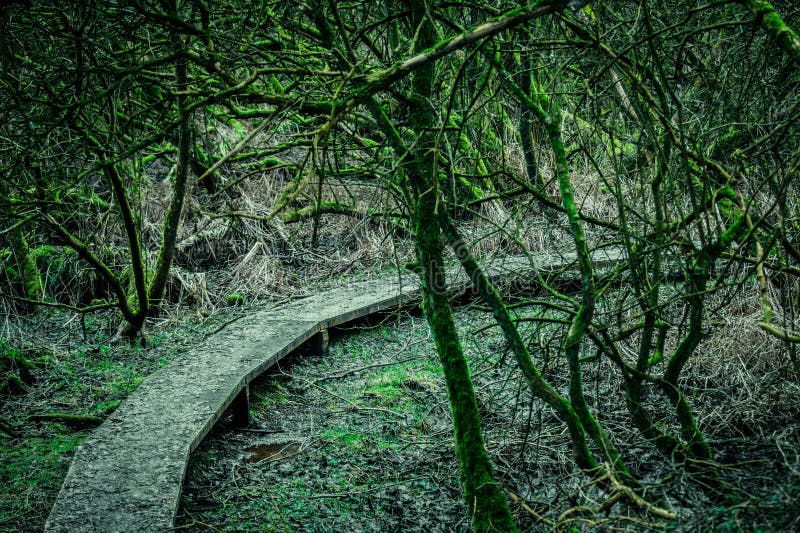 Path in a spooky forest stock image. Image of dark, branch - 67628455