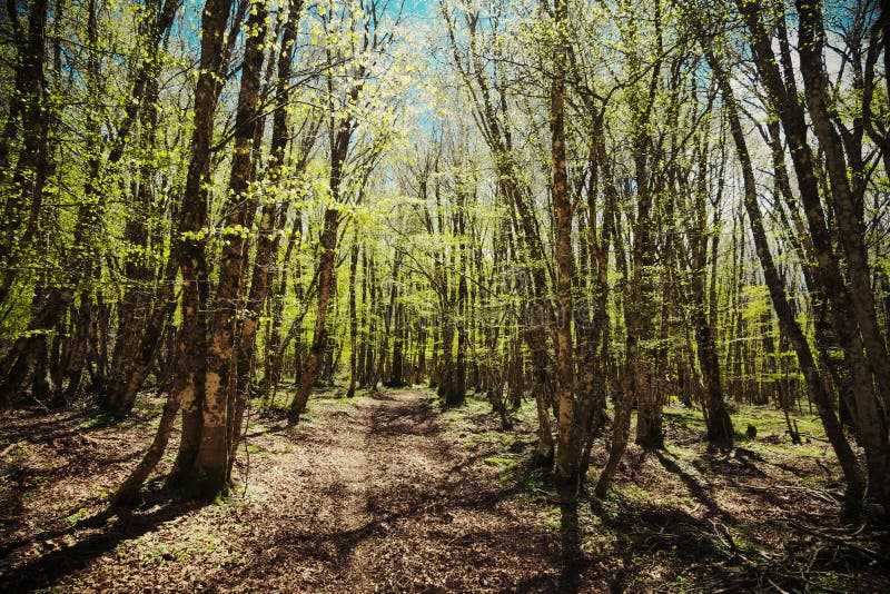 Path through an Spring Deciduous Forest in the Sunshine Morning Fog ...