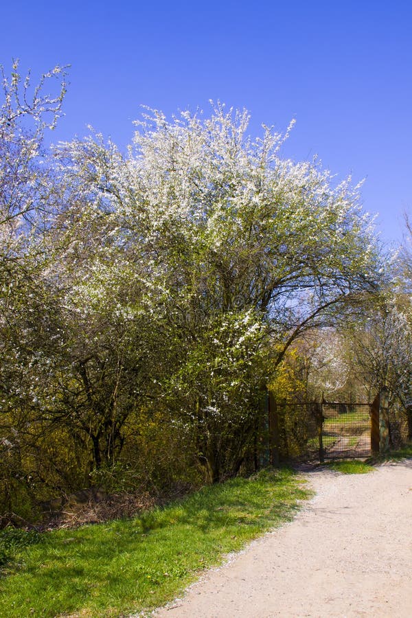 Path in spring countryside stock photo. Image of blooming - 24061574