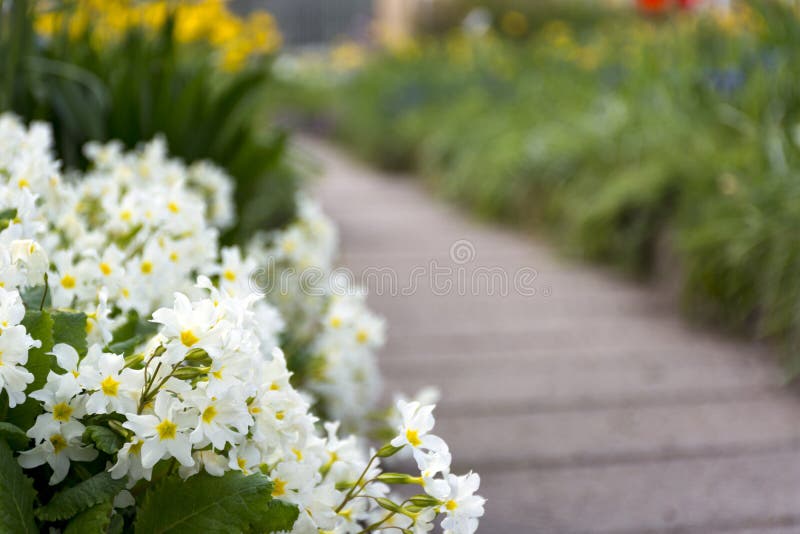 Path among Spring Flowers Primrose, Flowerbed, Plants Stock Photo ...