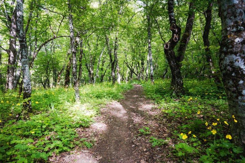 Path in the spring forest stock photo. Image of flowers - 274169500