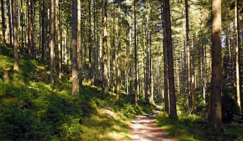 Path in spring forest stock photo. Image of czech, summer - 69061222