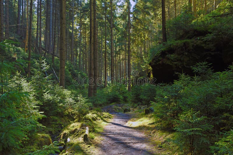 Path in spring forest stock photo. Image of czech, summer - 69061222