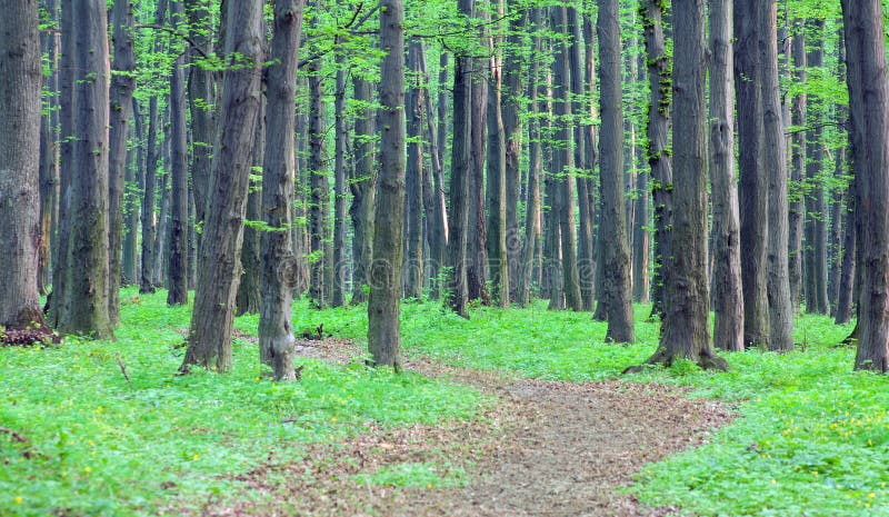 Path through Spring Green Forest Stock Image - Image of green, grass ...