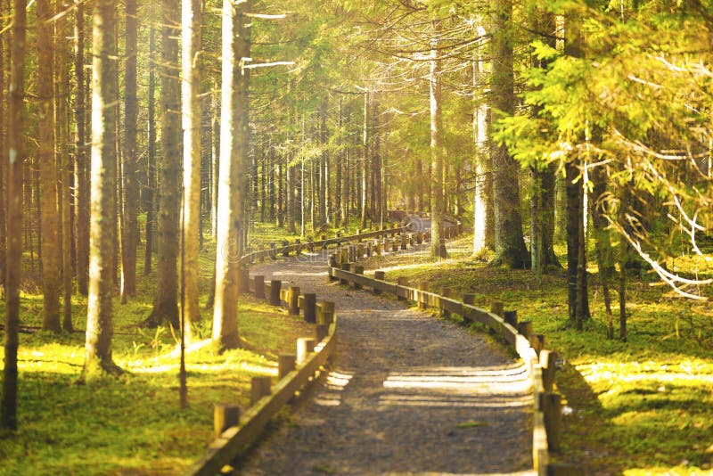 Path through Spring Forest with Morning Sun Rays Stock Photo - Image of ...