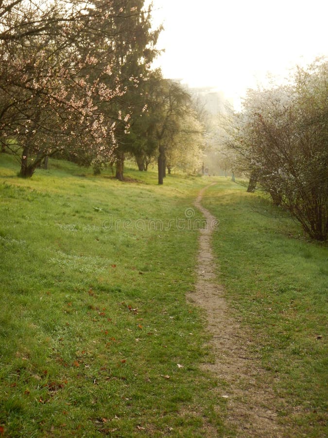 Path in a Spring Nature with Trees Stock Image - Image of tranquillity ...